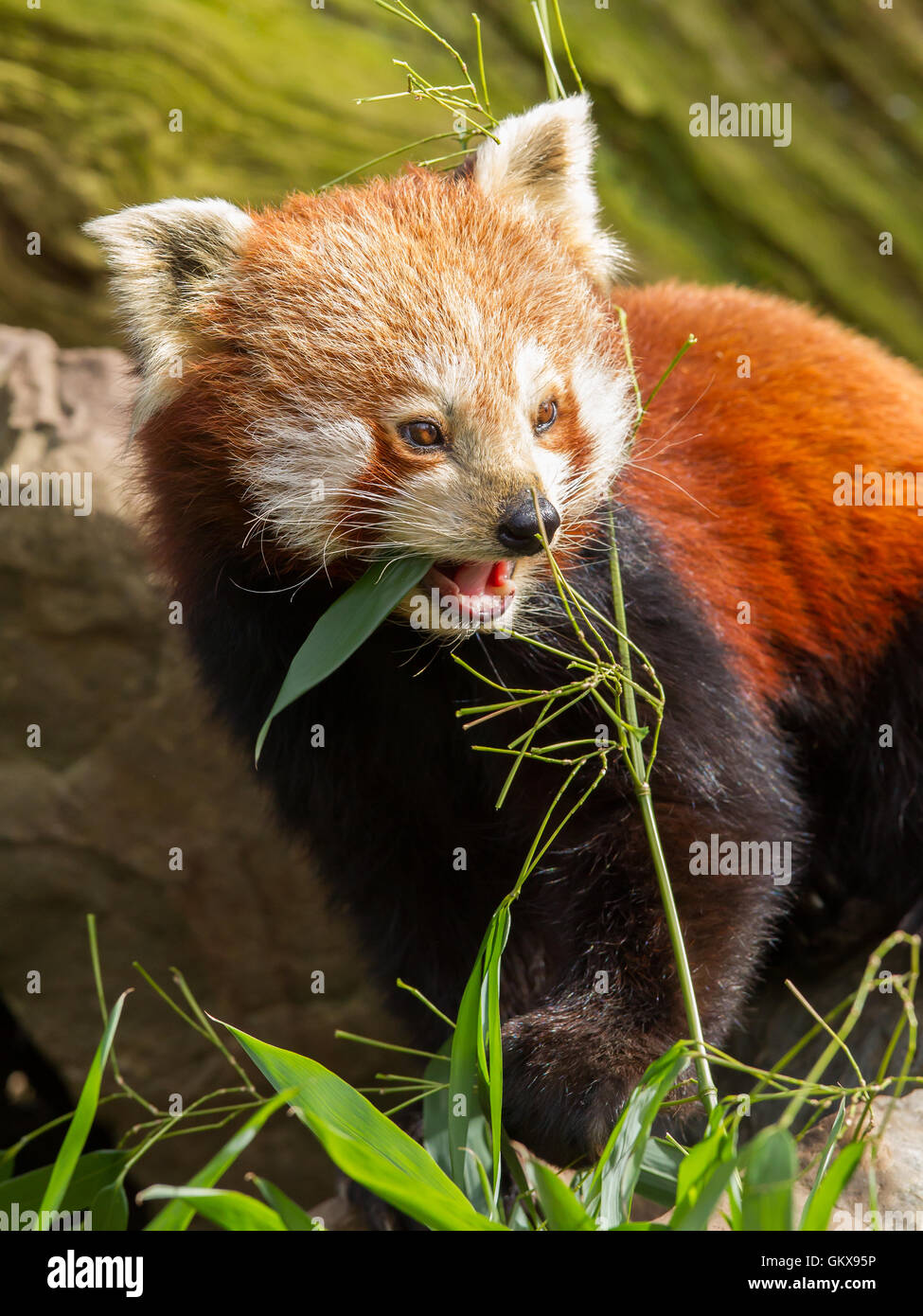 The Red Panda, Firefox or Lesser Panda Stock Photo - Alamy