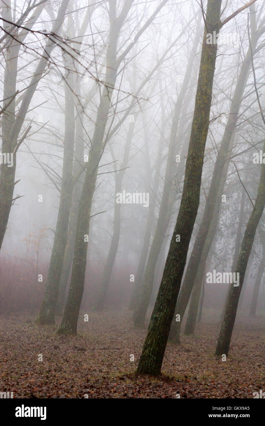 Trees in fog Stock Photo - Alamy