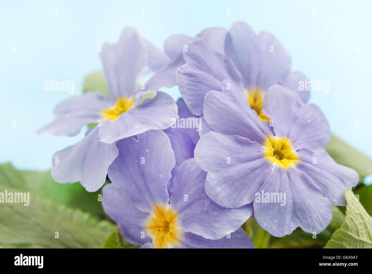 Blue primrose hi-res stock photography and images - Alamy