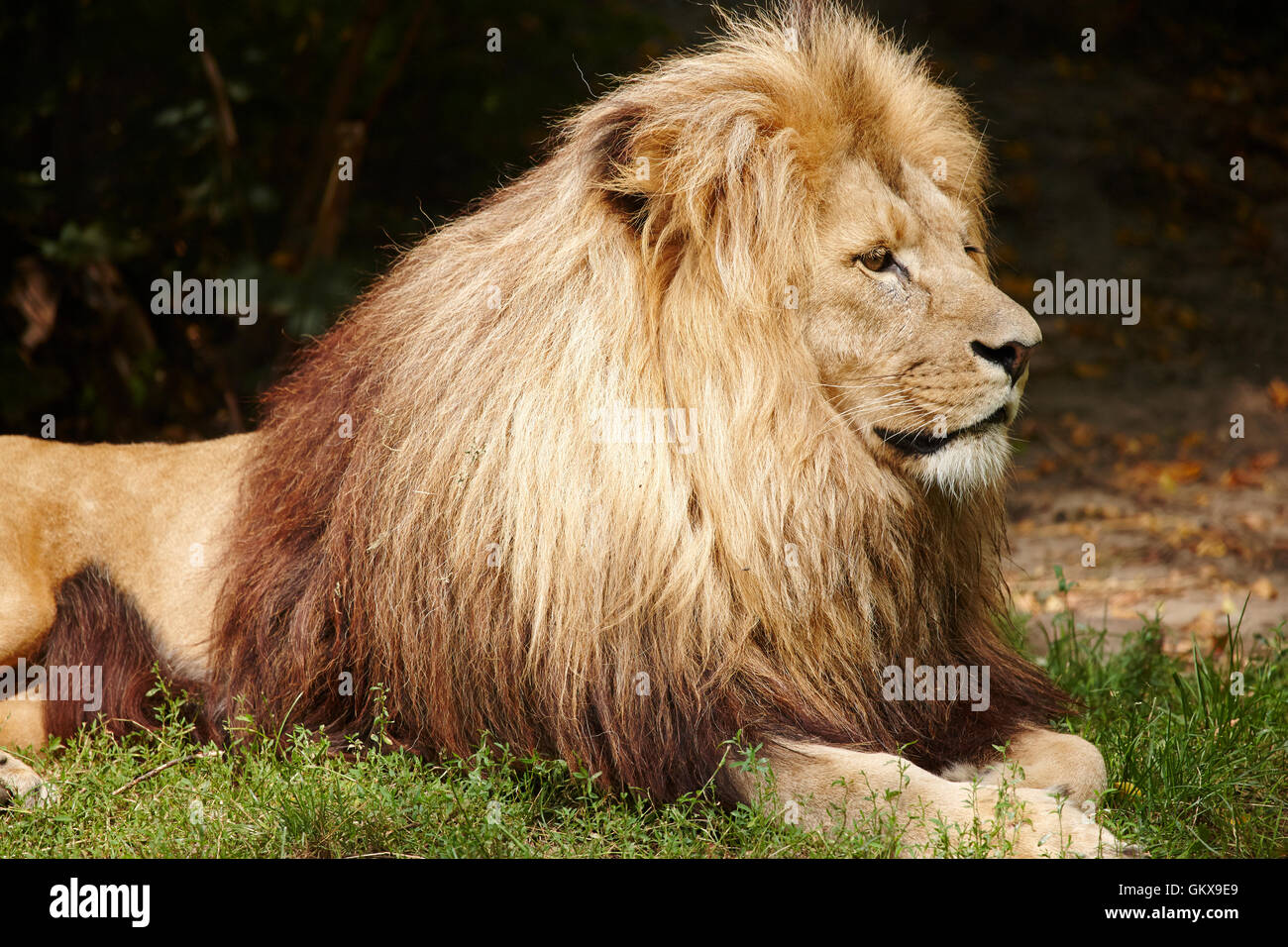 Male lion head shot profile hi-res stock photography and images - Alamy