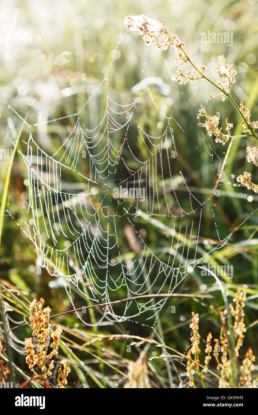 Summer and Cobwebs Stock Photo - Alamy
