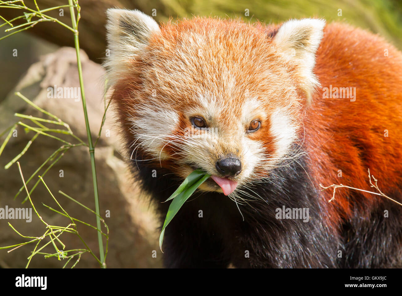 The Red Panda, Firefox or Lesser Panda Stock Photo - Alamy