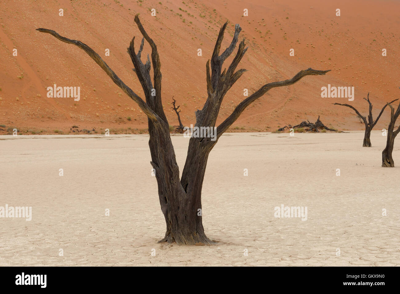 Tree skeleton 15 Stock Photo - Alamy