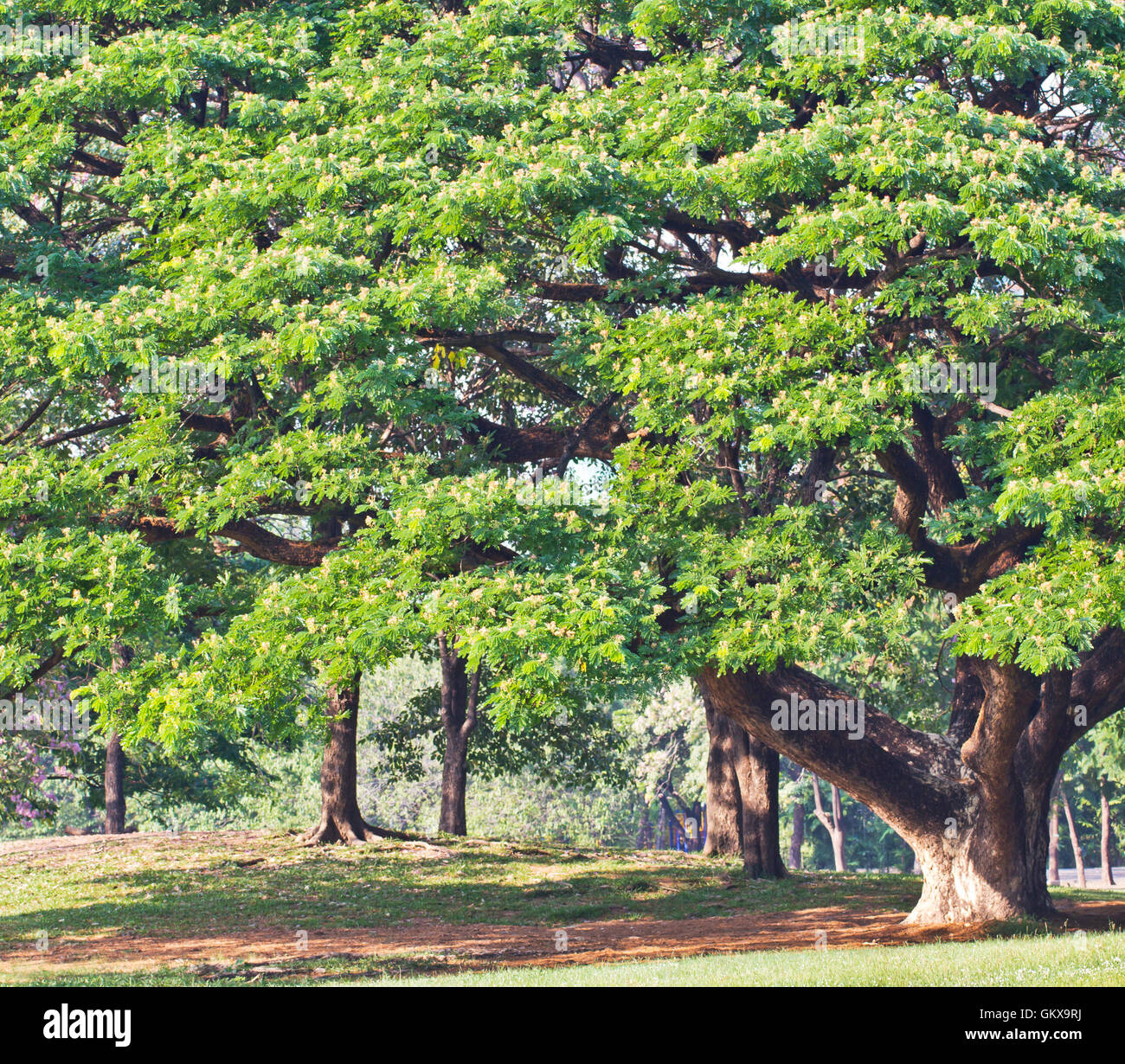 Tree in the park Stock Photo - Alamy
