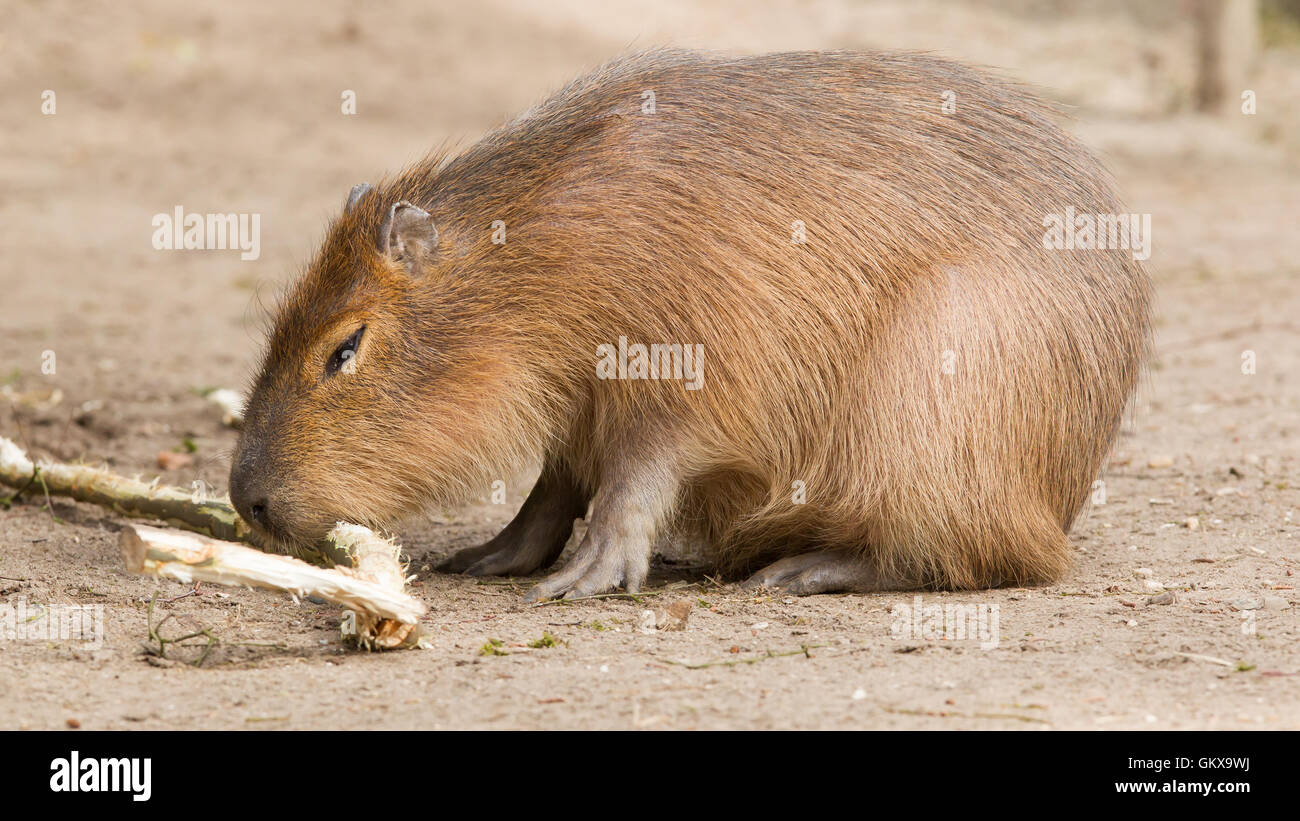 Capybara (Hydrochoerus hydrochaeris) sitting in the sand Stock Photo ...