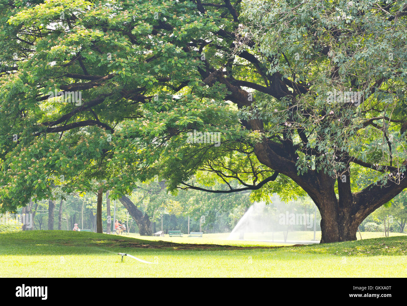 Tree in the park Stock Photo - Alamy