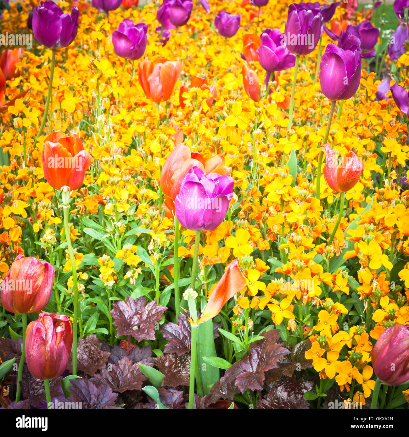 Spring display of pansies hi-res stock photography and images - Alamy