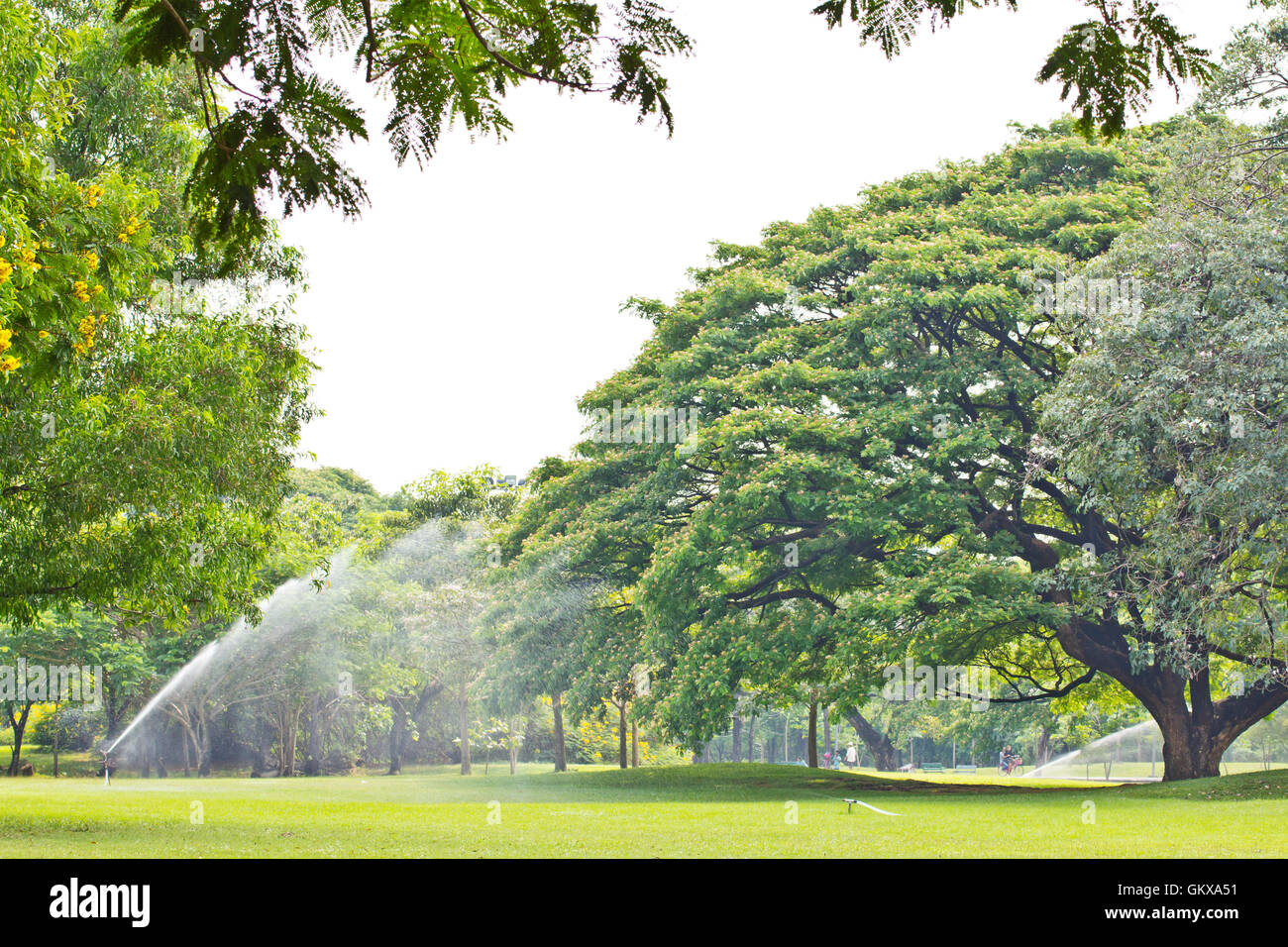 Tree in the park Stock Photo - Alamy