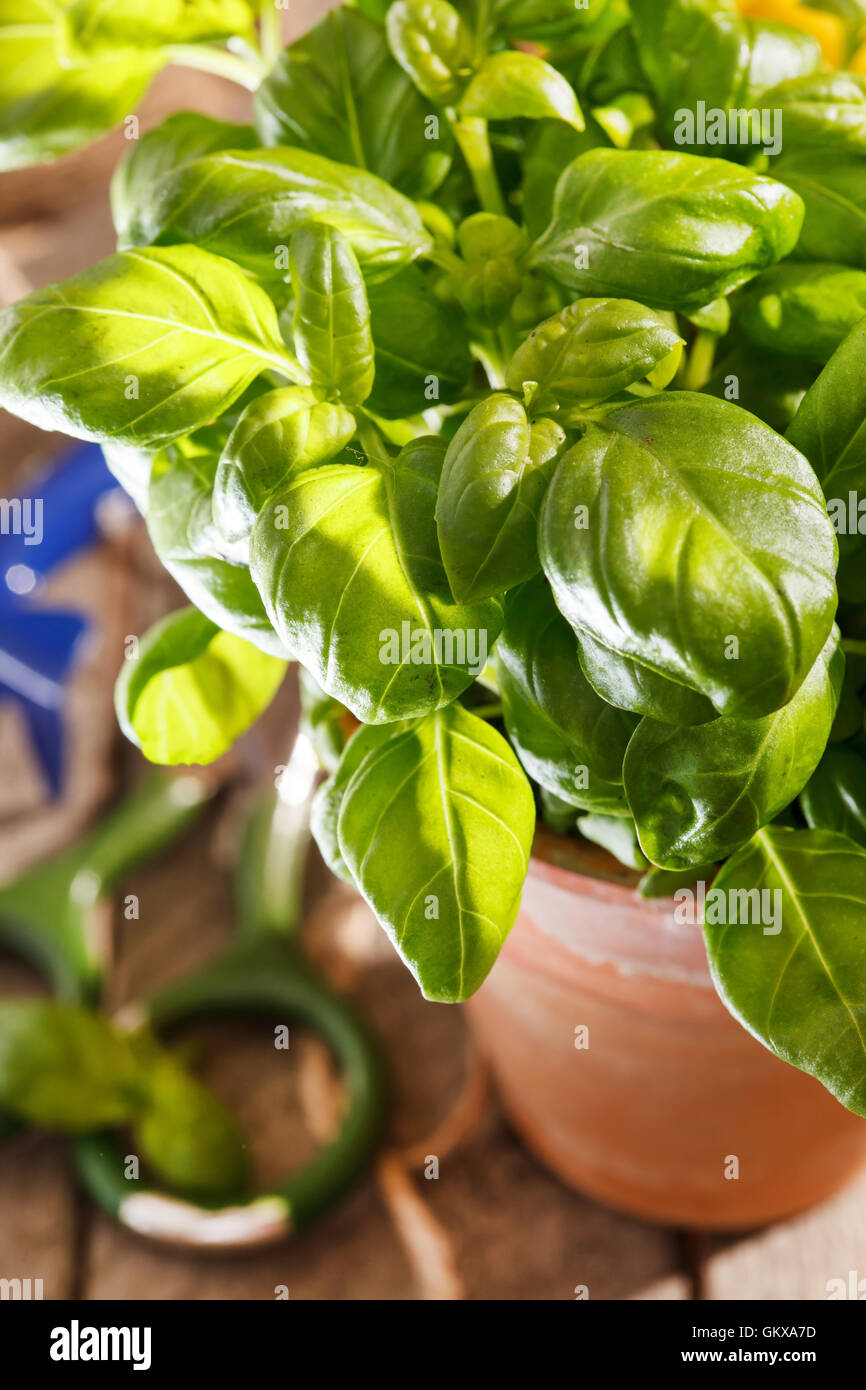 basil in the pot Stock Photo - Alamy