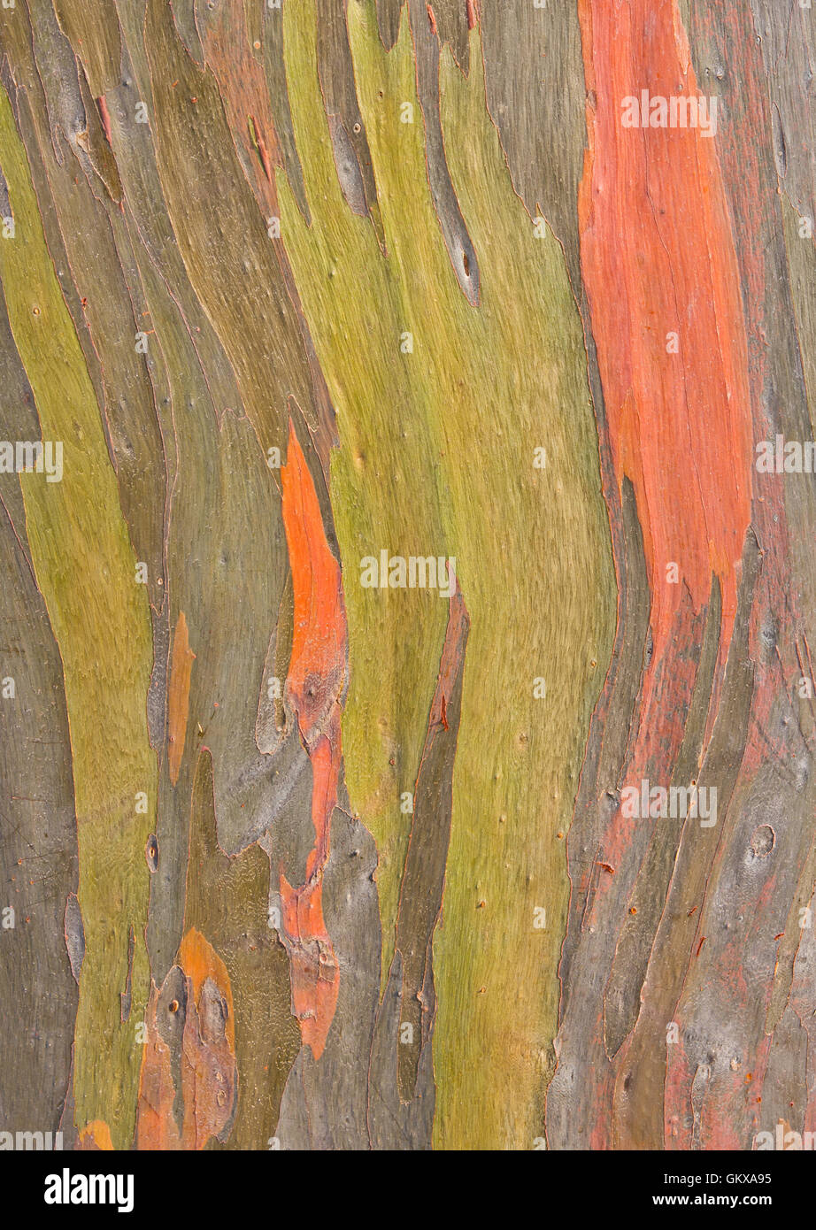 Bark husk hi-res stock photography and images - Alamy
