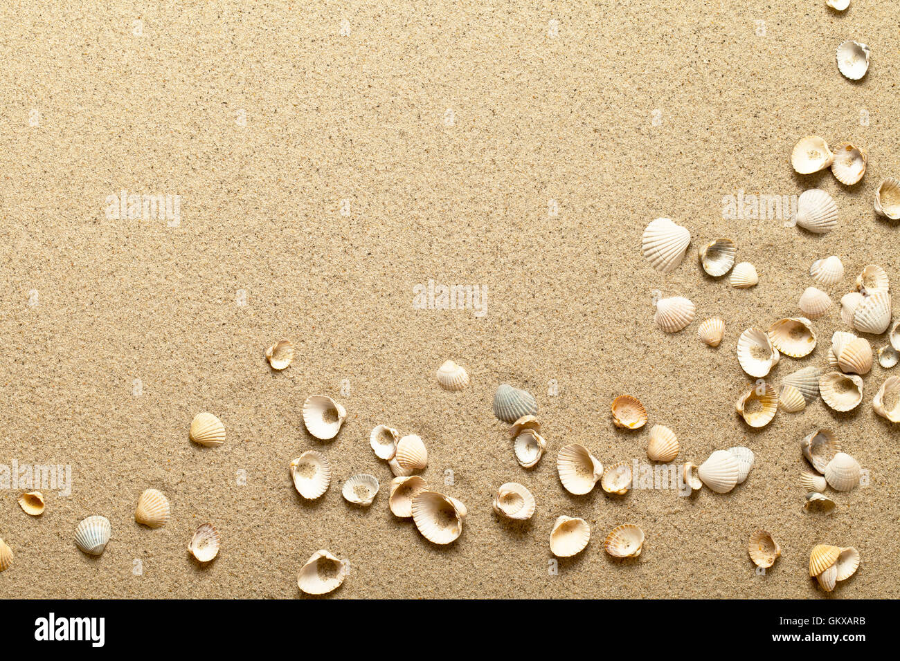 Shells On Sand Stock Photo - Alamy
