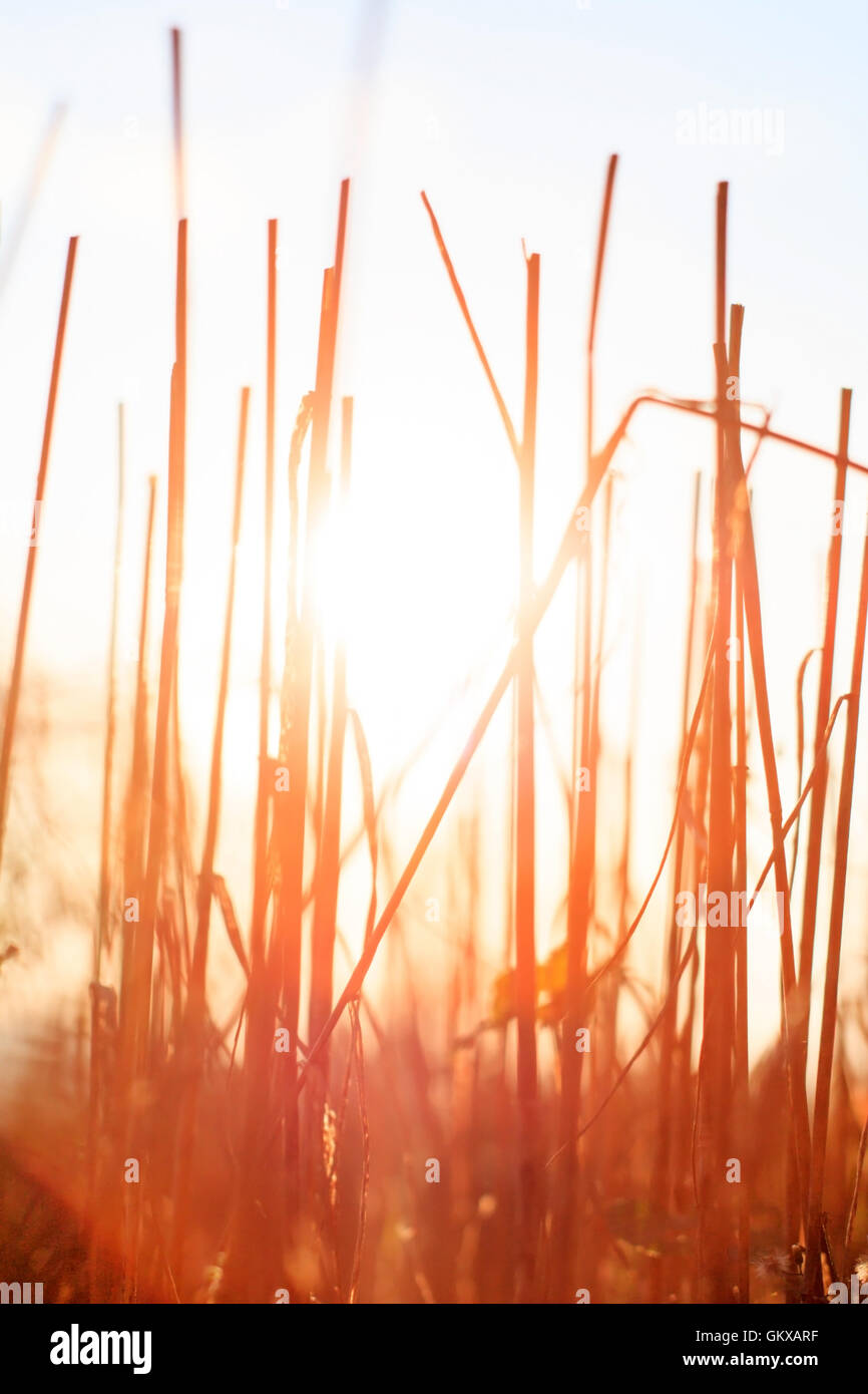 summer plants at sunset light Stock Photo - Alamy