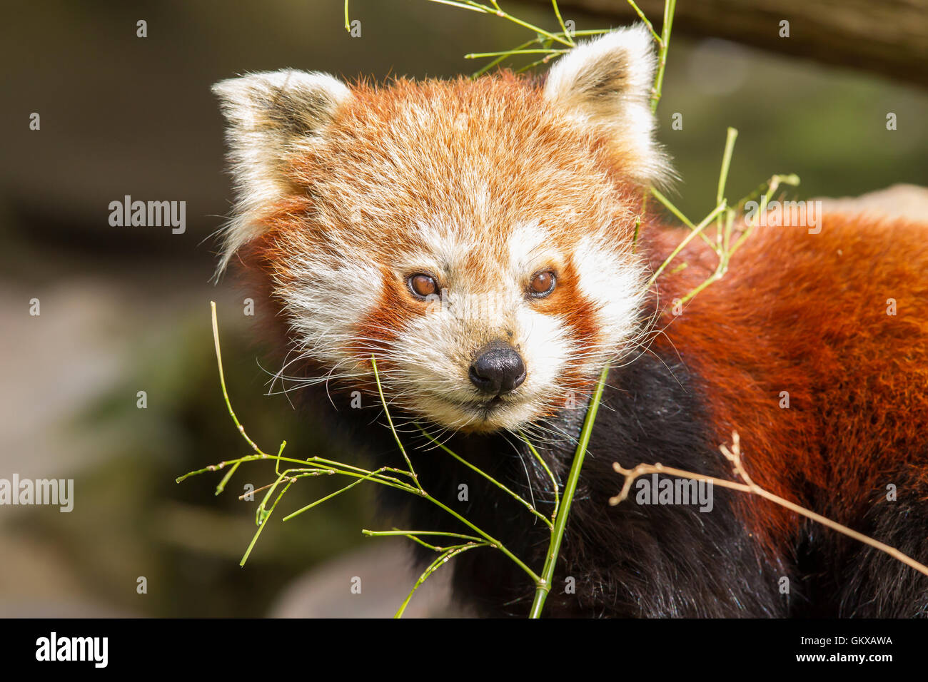 The Red Panda, Firefox or Lesser Panda Stock Photo - Alamy