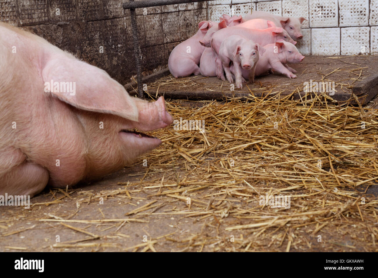 Sow pig with piglets Stock Photo - Alamy