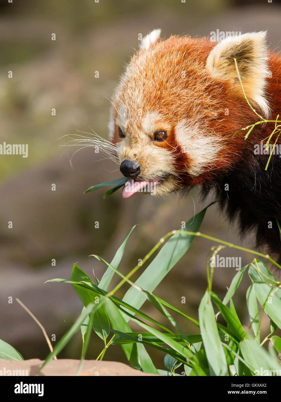 The Red Panda, Firefox or Lesser Panda Stock Photo - Alamy