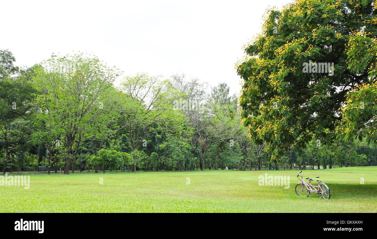 Tree in the park Stock Photo - Alamy
