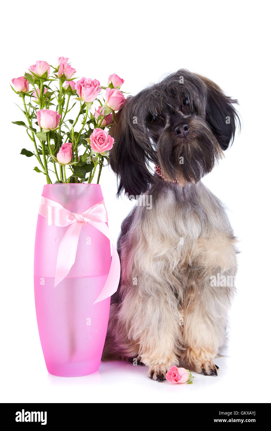 Decorative doggie and roses in a vase Stock Photo - Alamy