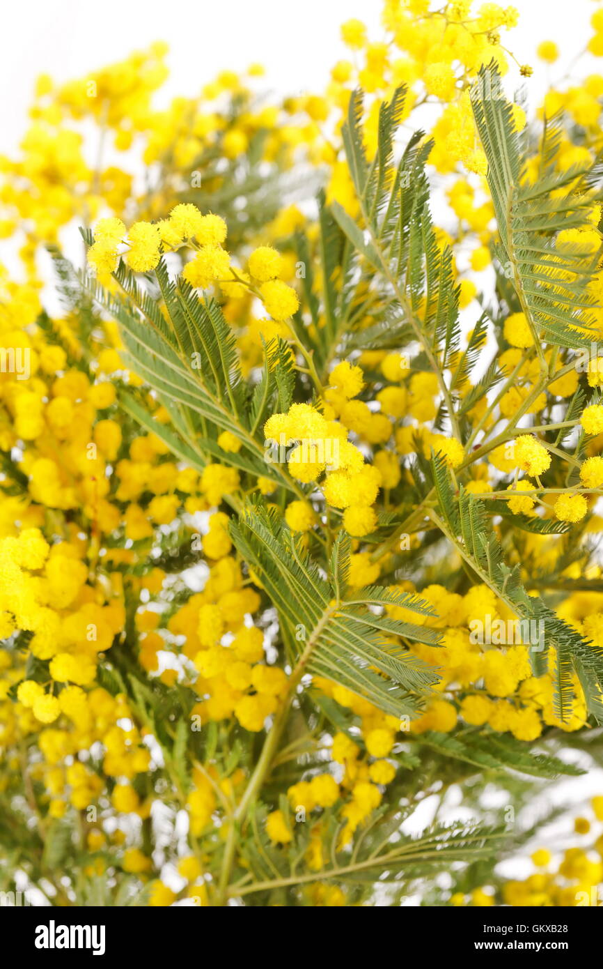branch of a mimosa on a white background Stock Photo - Alamy