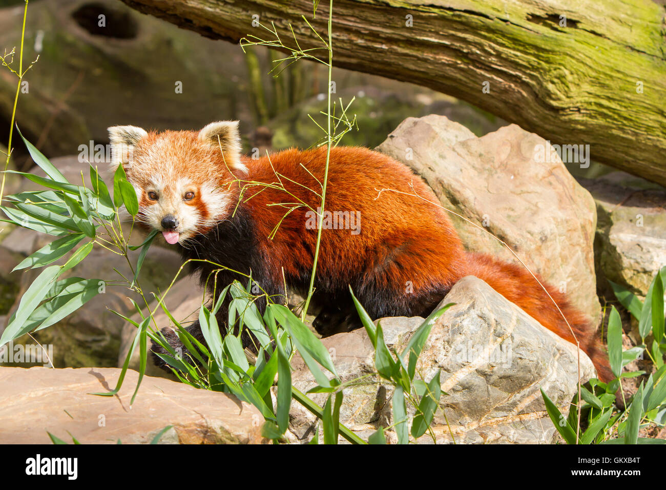 The Red Panda, Firefox or Lesser Panda Stock Photo - Alamy