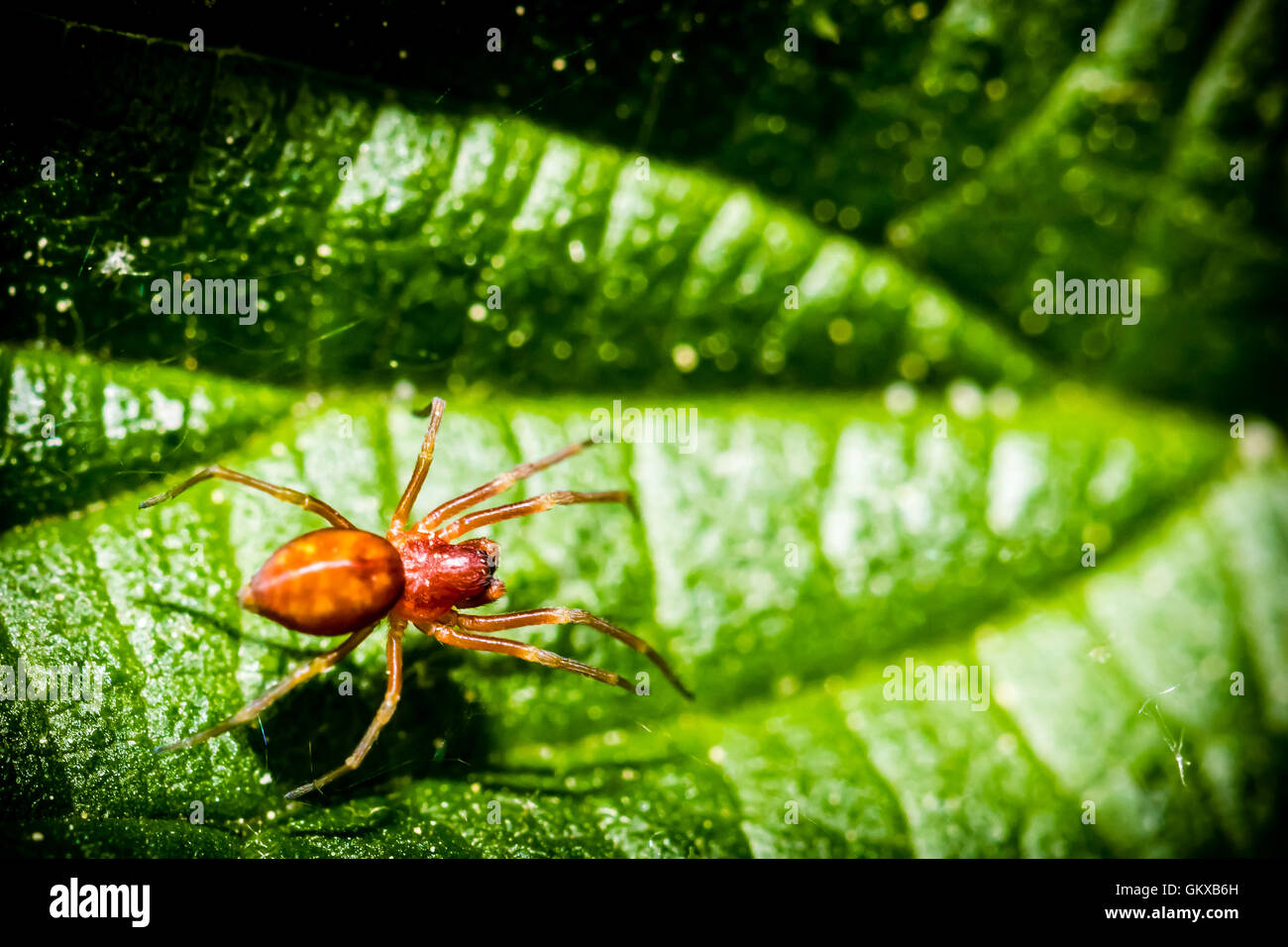 A spider taken from above on a leaf Stock Photo - Alamy