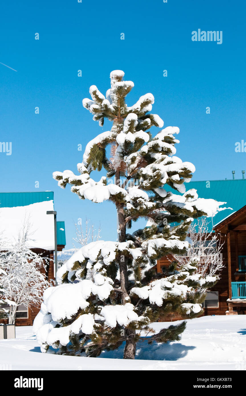 Snow covered pine tree Stock Photo - Alamy