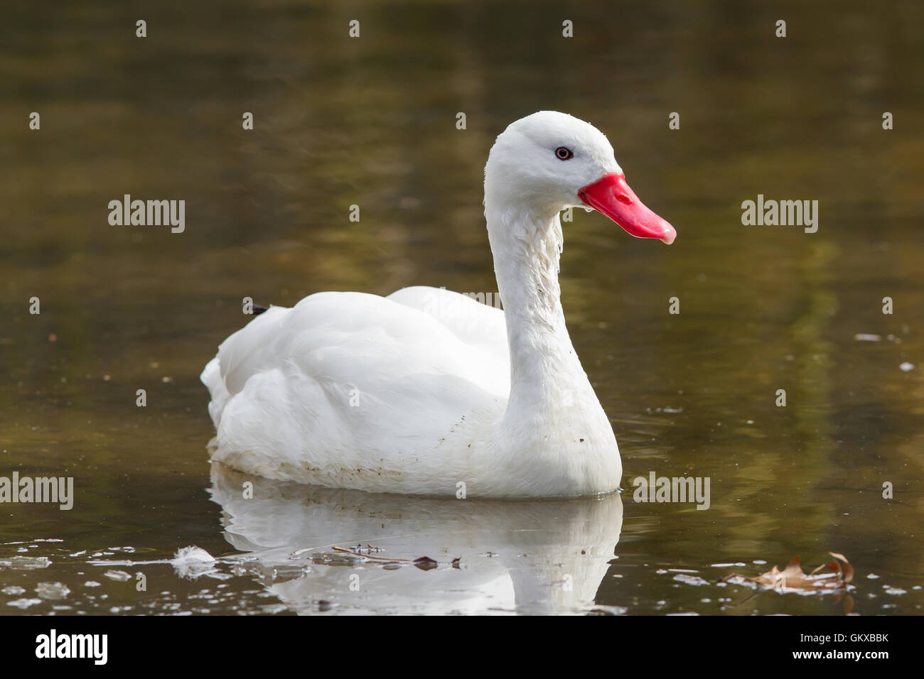 The Coscoroba Swan Stock Photo - Alamy