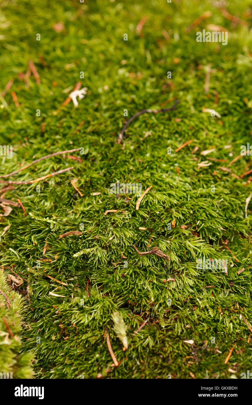 Moss protonema hi-res stock photography and images - Alamy