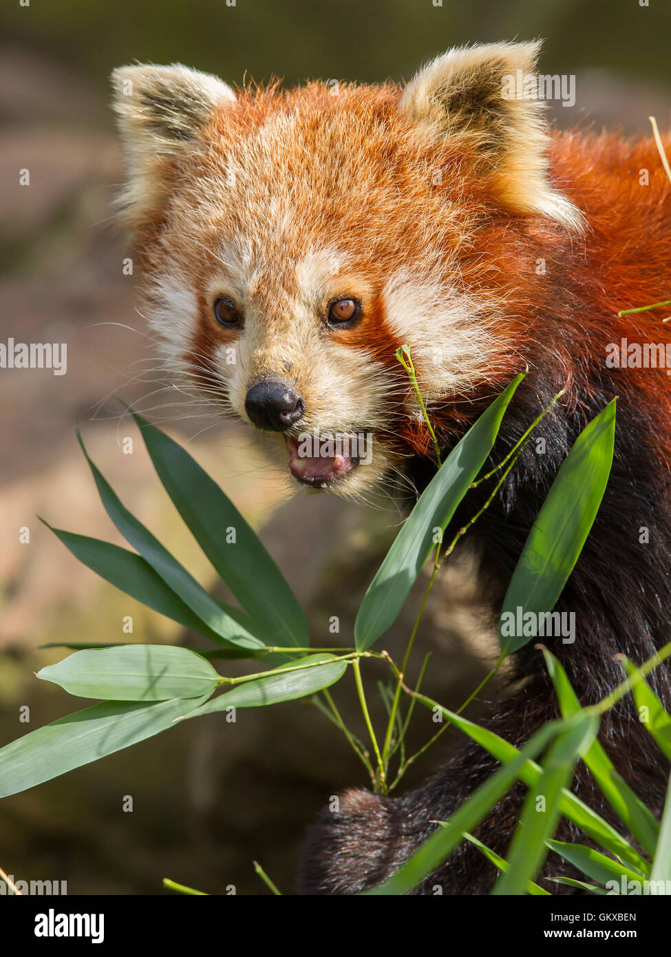 The Red Panda, Firefox or Lesser Panda Stock Photo - Alamy