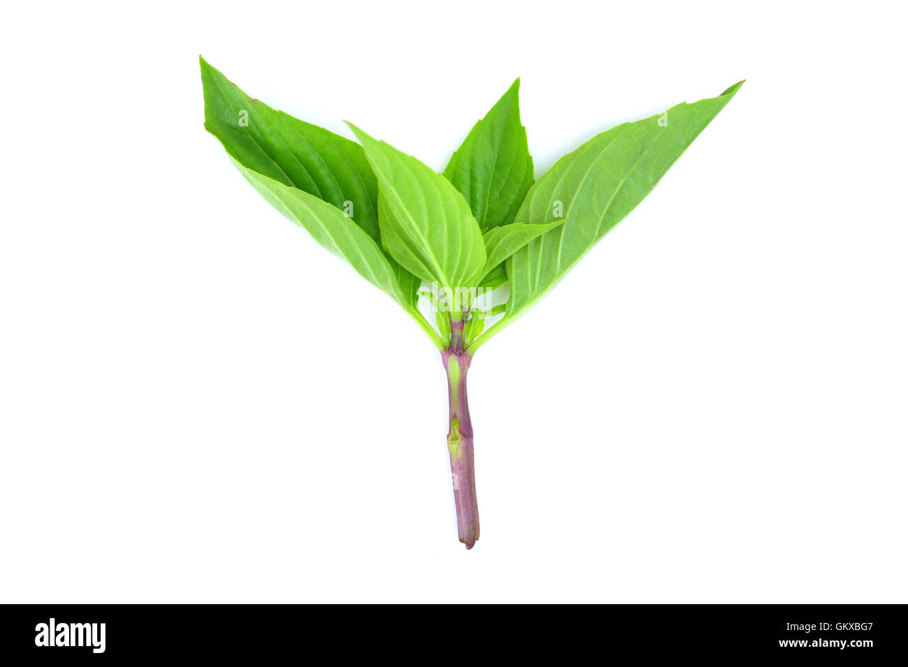 Basil twig hi-res stock photography and images - Alamy
