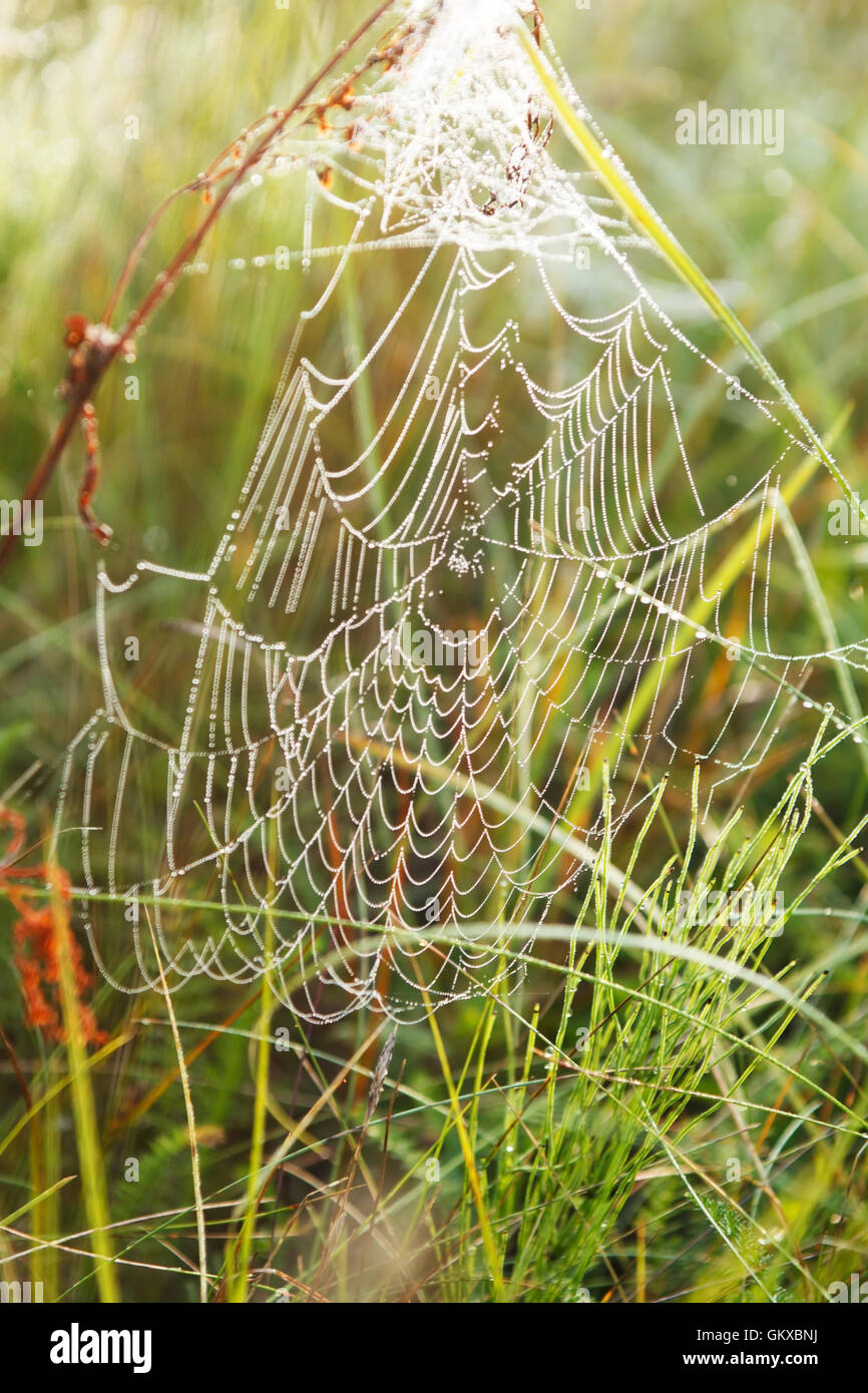 Summer and Cobwebs Stock Photo - Alamy