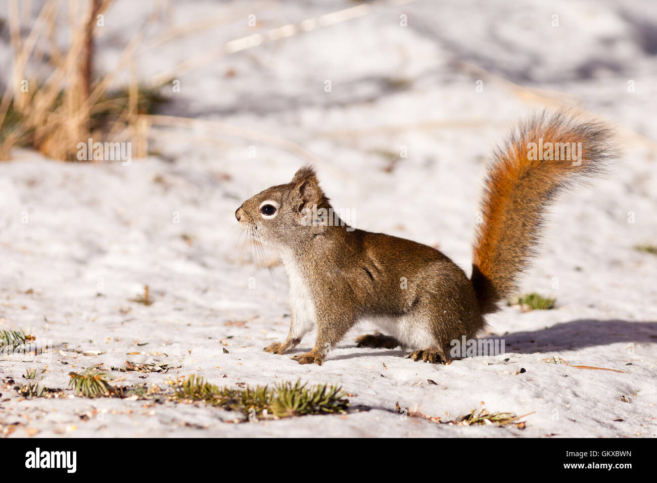 Alert cute American Red Squirrel in winter snow Stock Photo - Alamy
