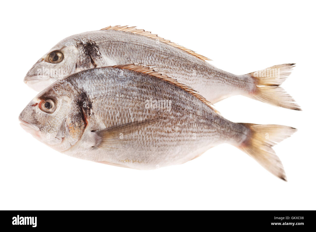 Dorado fish isolated on white background Stock Photo - Alamy