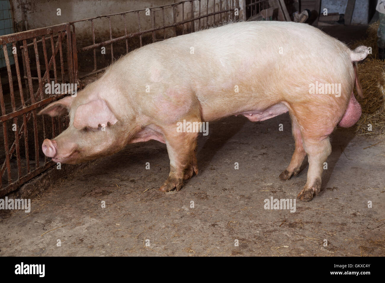 Old boar hi-res stock photography and images - Alamy