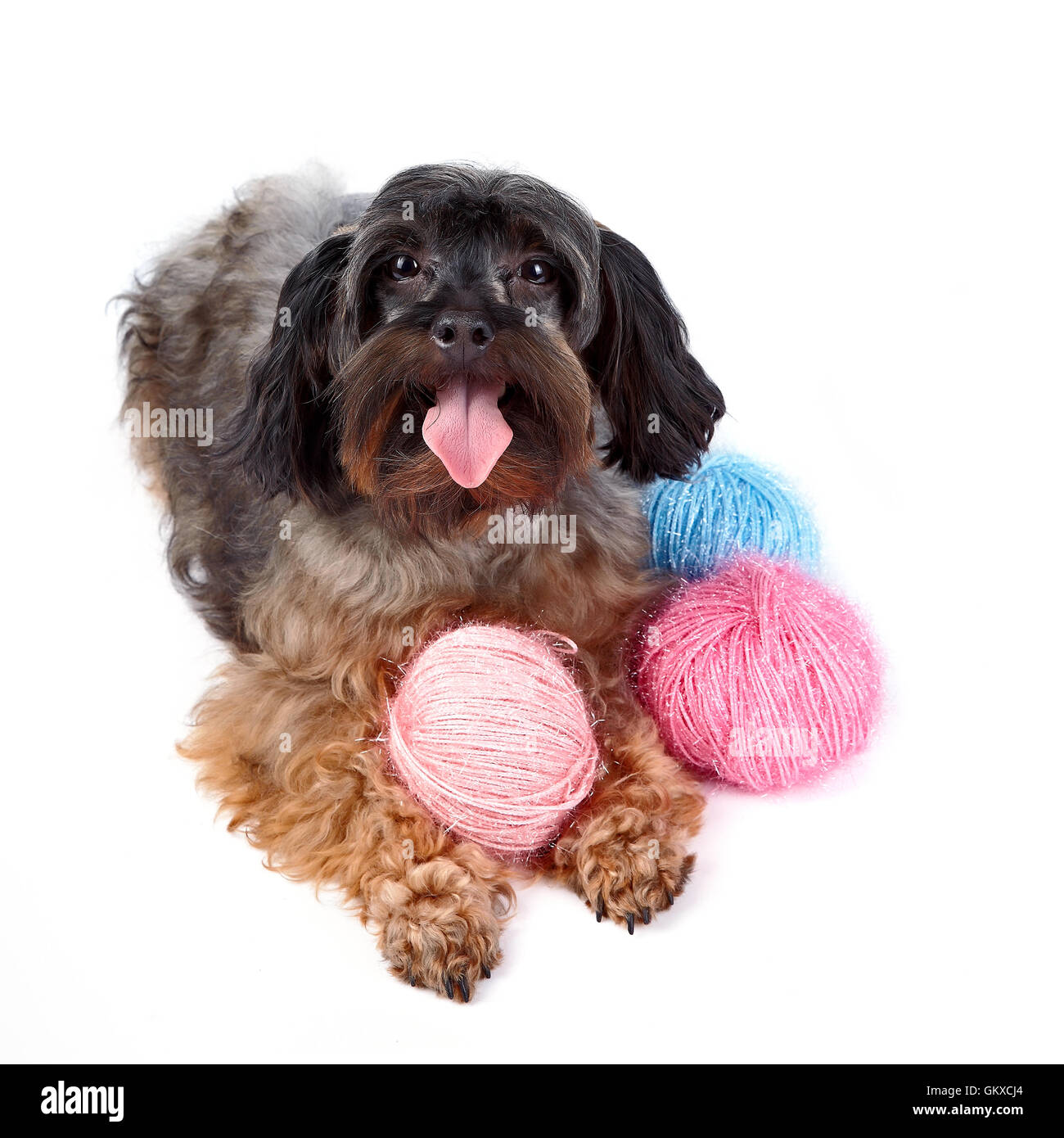 Dog balls Cut Out Stock Images & Pictures - Alamy
