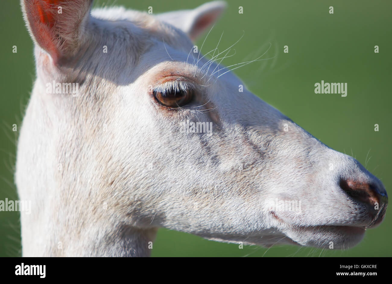 Young Fallow Deer Head Close up Stock Photo - Alamy