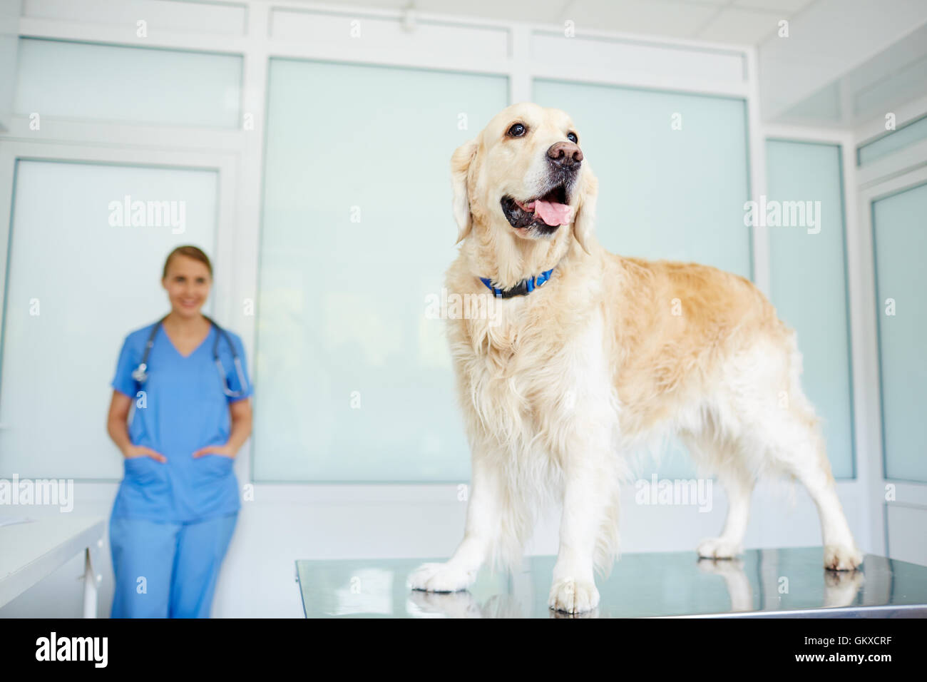Cute labrador standing on vet table Stock Photo - Alamy