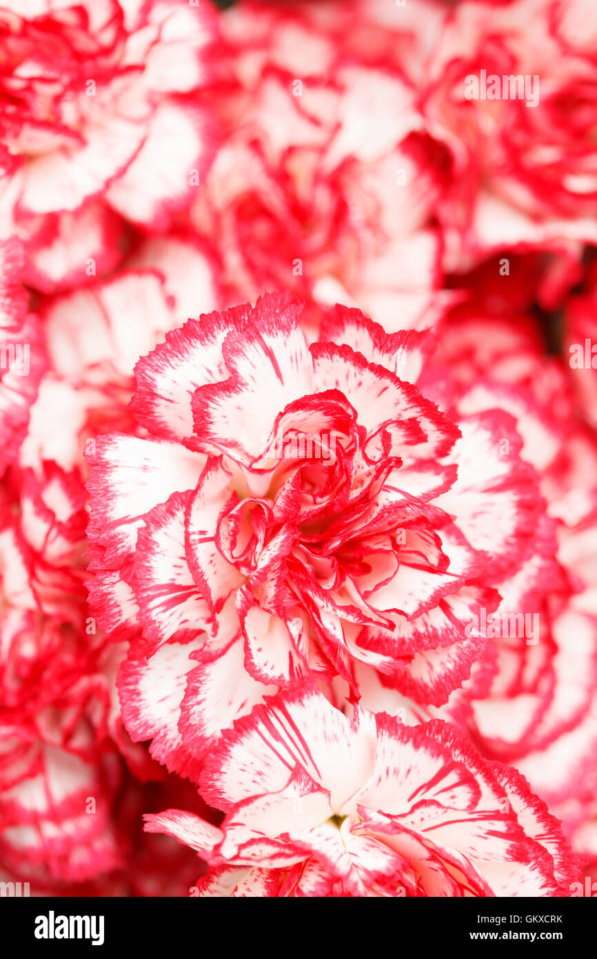 White carnation background wallpaper hi-res stock photography and ...