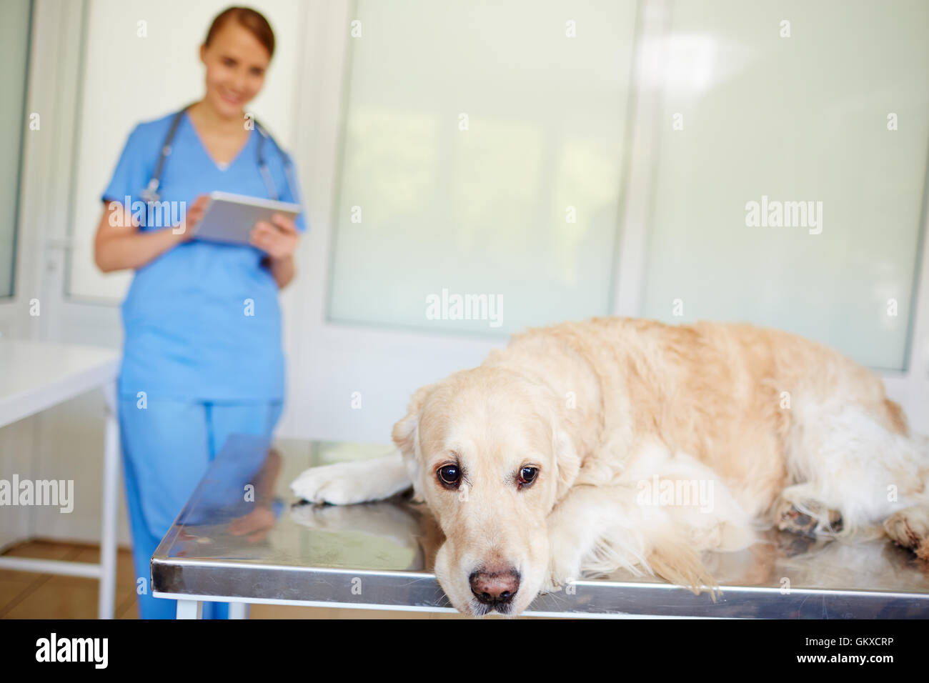Tired dog lying on medical table with veterinarian on background Stock ...