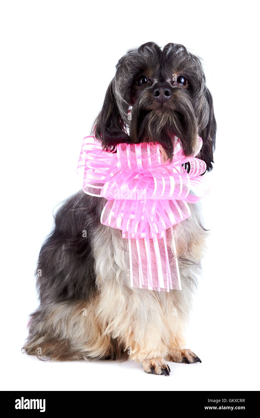 Pink bow dog hi-res stock photography and images - Alamy