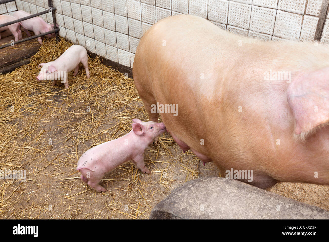 Sow pig with piglets Stock Photo - Alamy