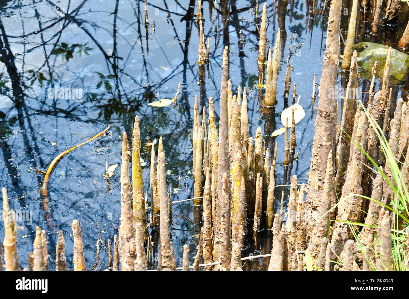 Mangrove tree botanical hi-res stock photography and images - Alamy