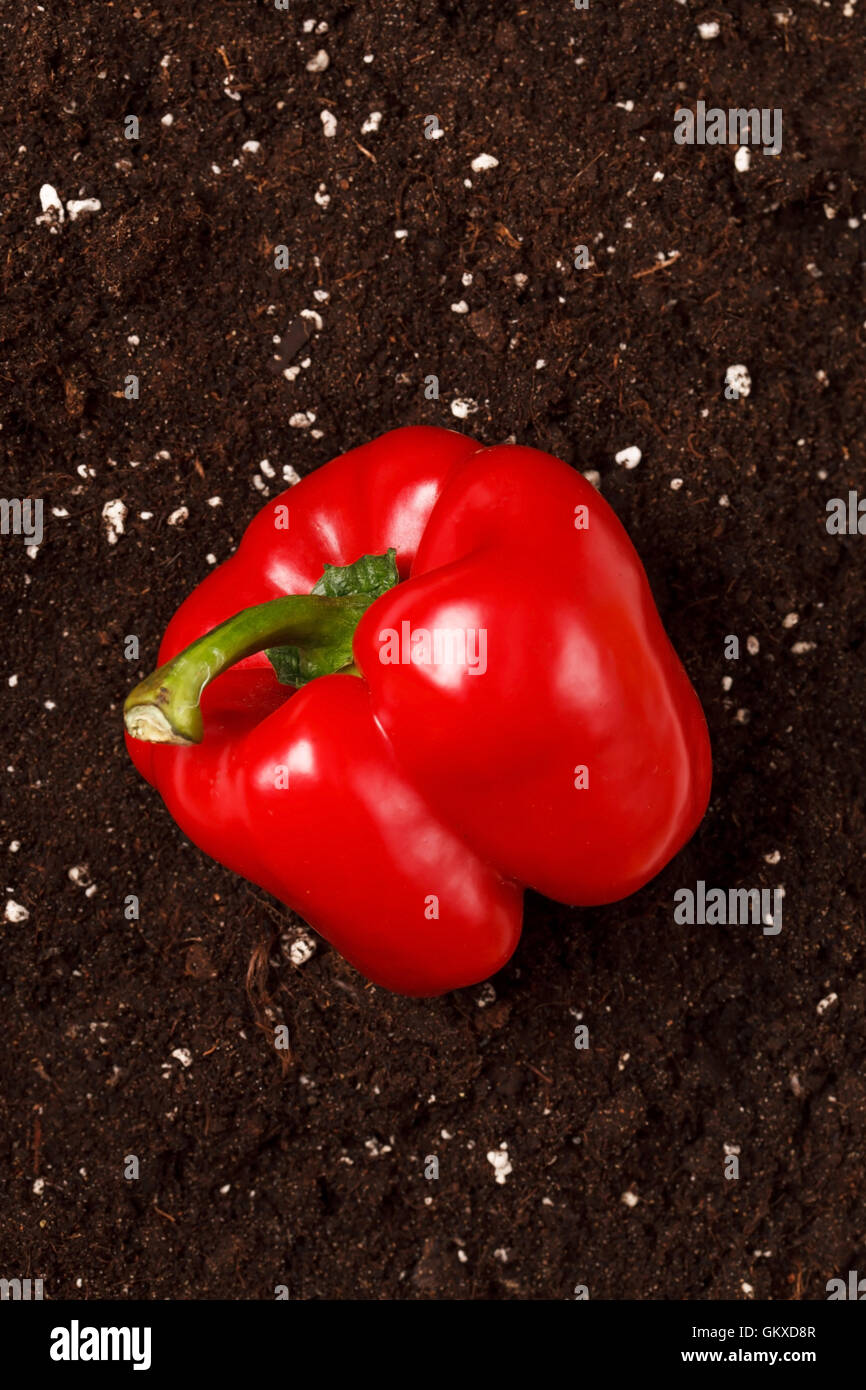 Young black pepper plants hi-res stock photography and images - Alamy