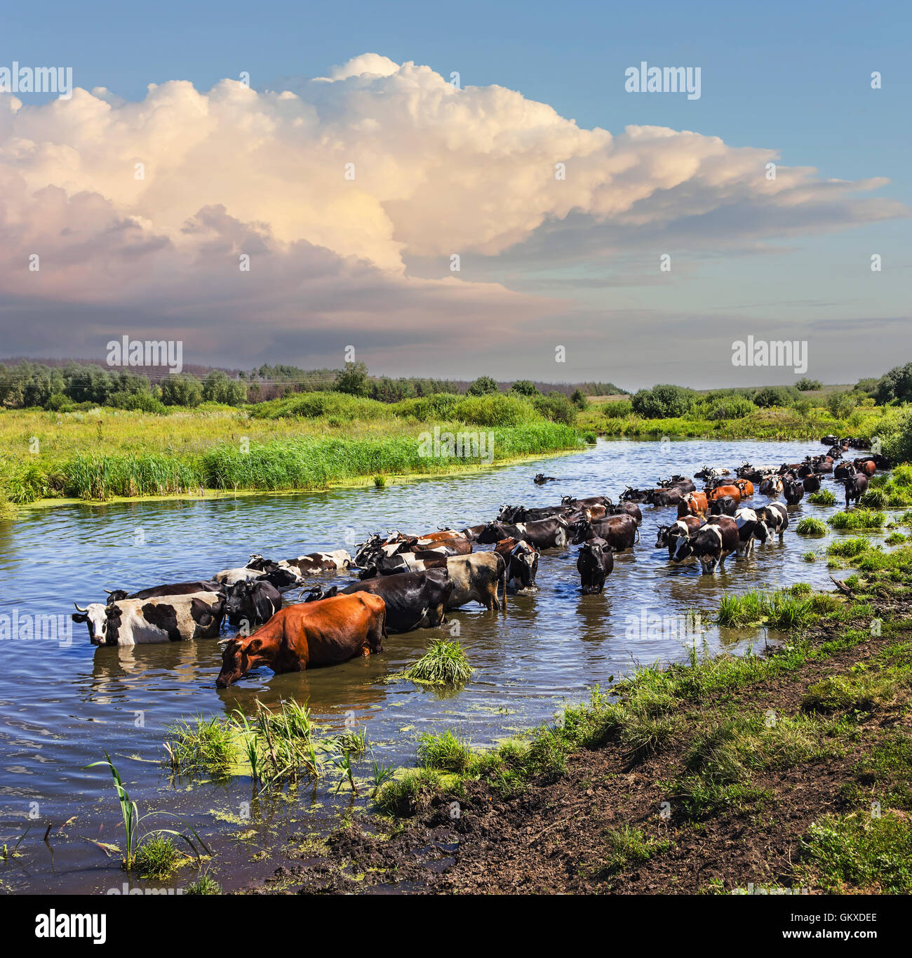 Cows wade cross the river Stock Photo - Alamy