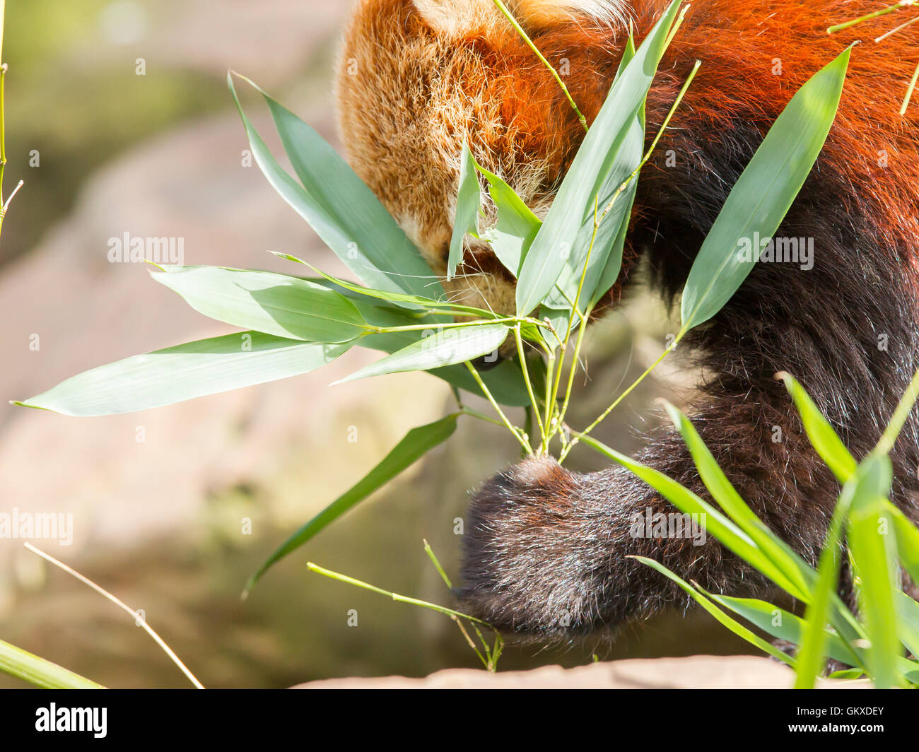 The Red Panda, Firefox or Lesser Panda Stock Photo - Alamy