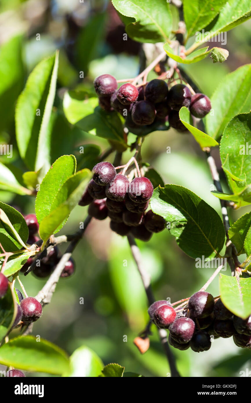 Chokeberry tree hi-res stock photography and images - Alamy