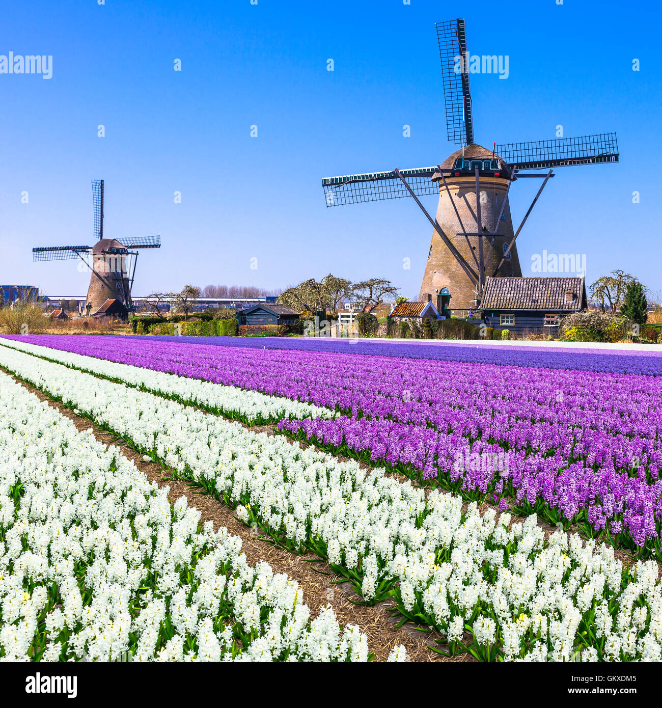 Traditional Holland countryside - field of bulb flowers and windmills ...
