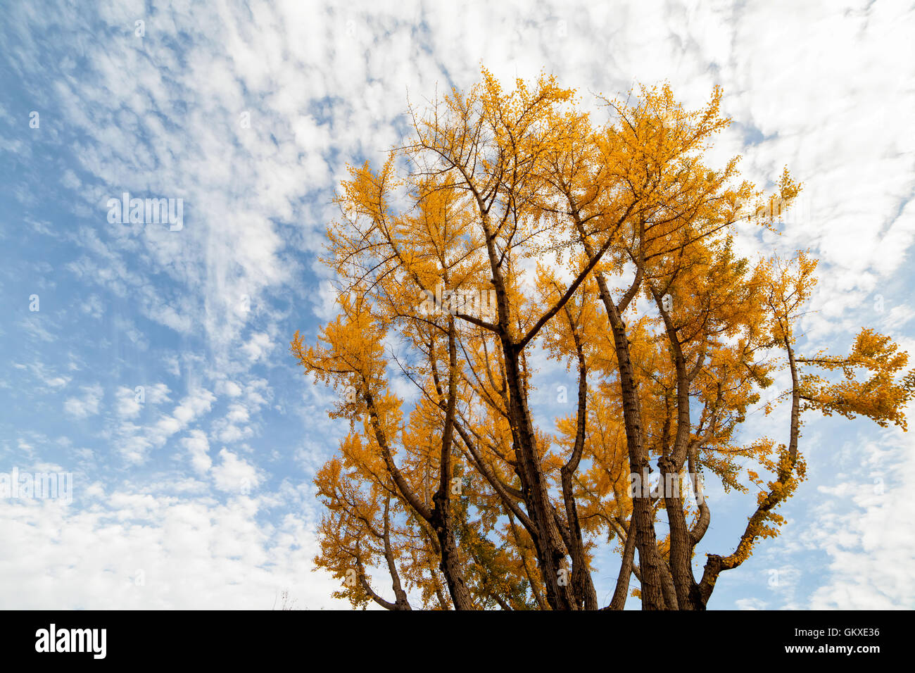Tall trees with blue sky and clouds hi-res stock photography and images ...