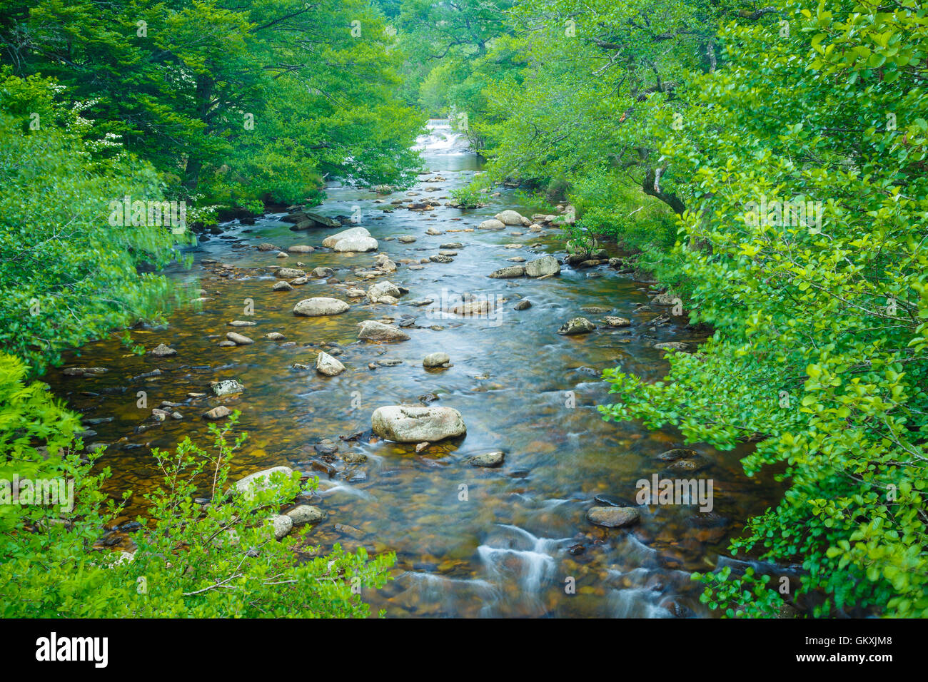 River and deciduous forest Stock Photo - Alamy