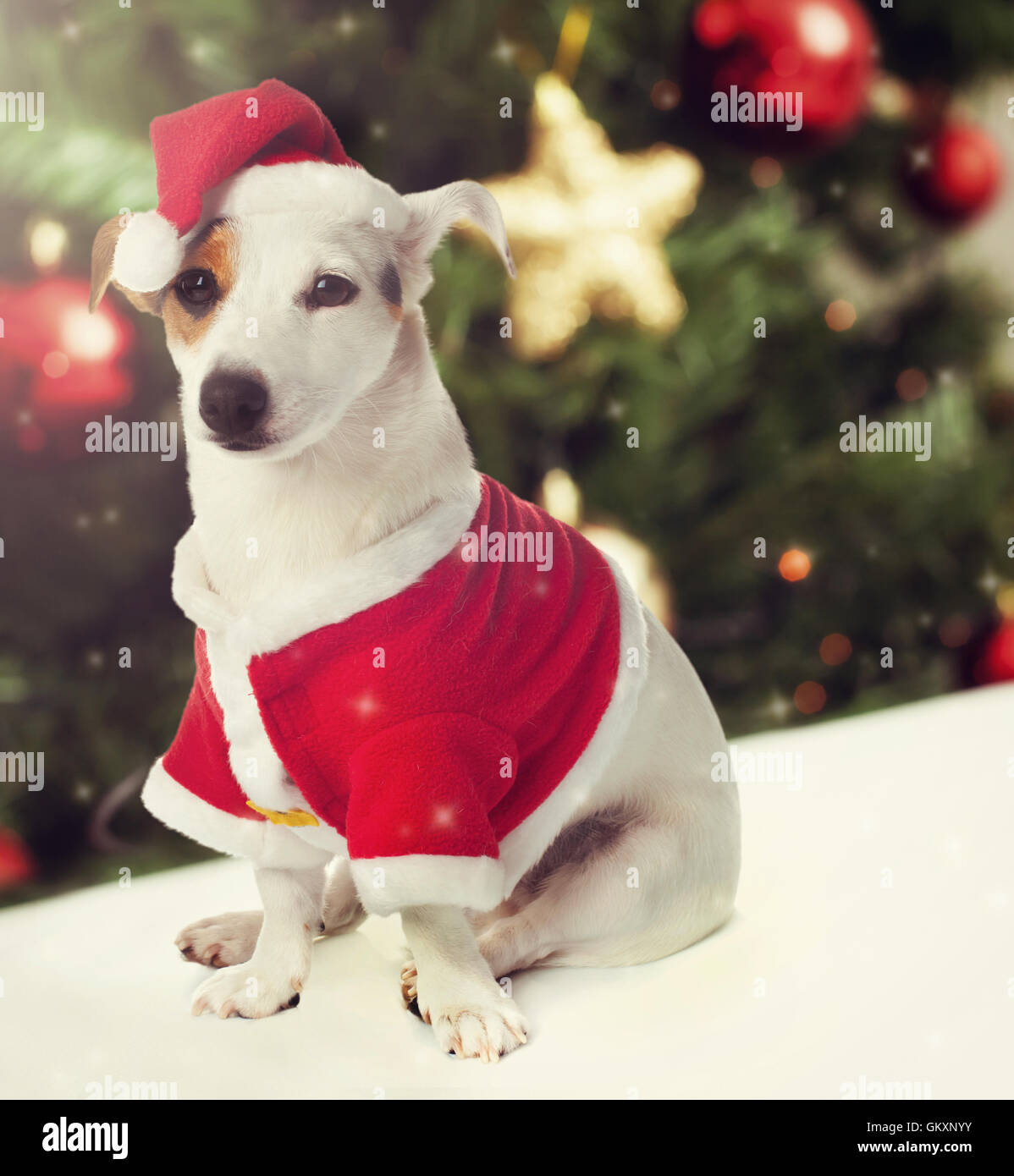 Dog dressed as santa hi-res stock photography and images - Alamy