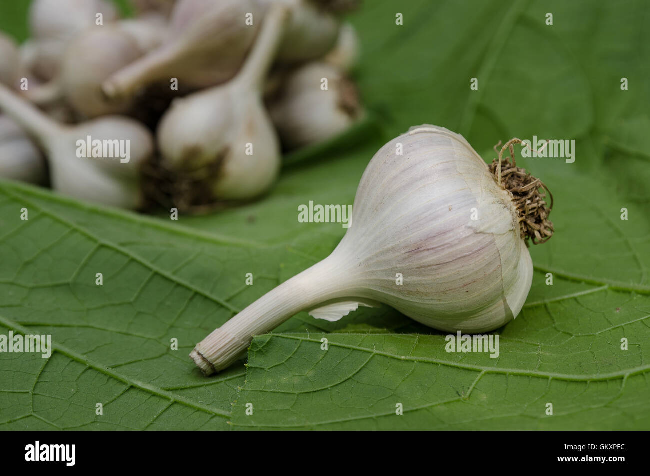 Garlic vegetable garden Stock Photo - Alamy